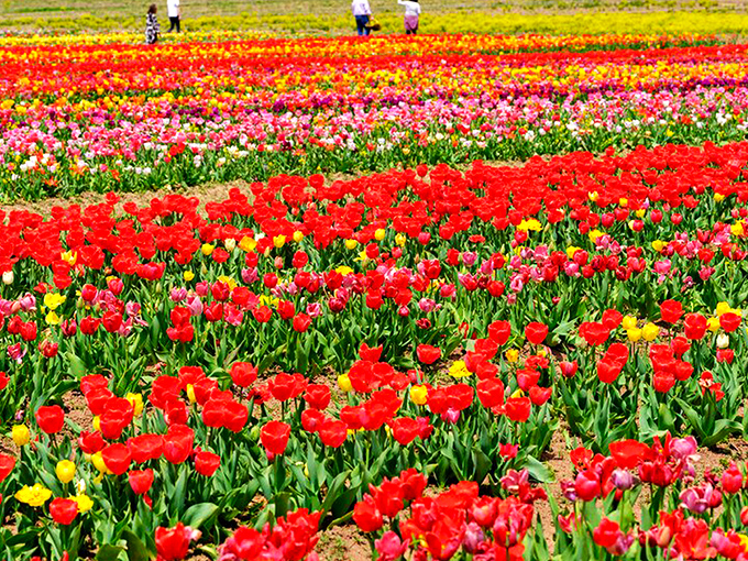 Rows of vibrant tulips stretch toward the horizon like nature's own color wheel. Virginia sunshine makes these blooms practically glow with happiness.