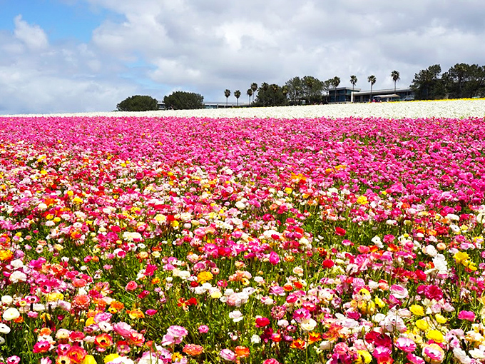 Mother Nature's color palette explodes across Carlsbad's hillsides, proving that sometimes the most spectacular shows don't require tickets&mdash;just timing.