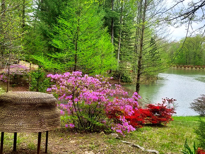 Nature's perfect stage: vibrant pink azaleas frame a tranquil scene.