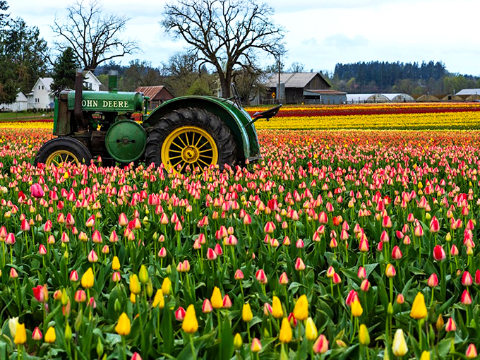 A vintage John Deere tractor stands sentinel among a sea of technicolor tulips, like the world's most beautiful traffic jam where nobody's honking.