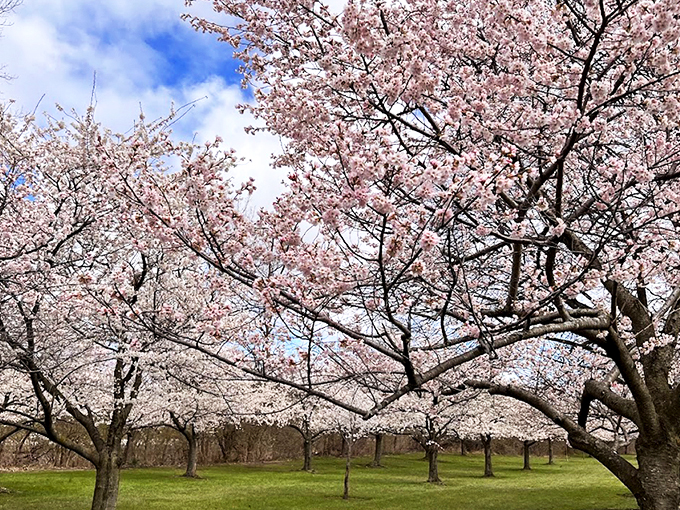 Cherry blossom heaven isn't just for Washington DC. These dreamy spring blooms transform Brookside into nature's wedding chapel each April.