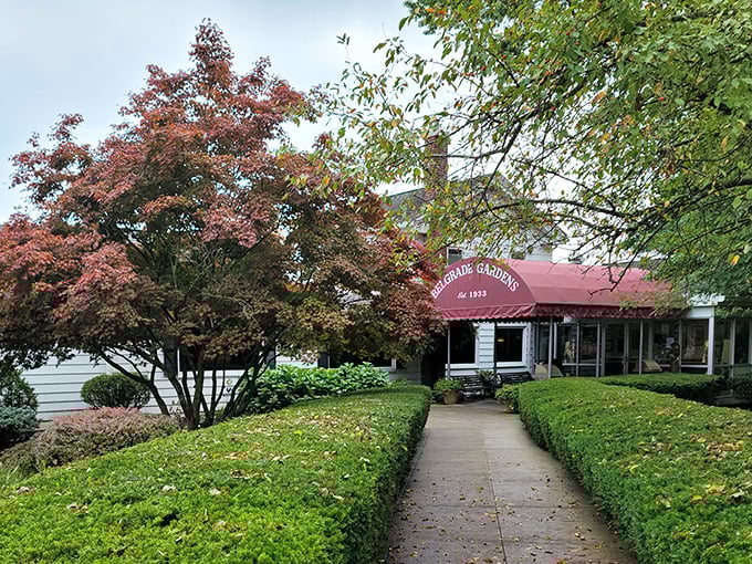 The approach to Belgrade Gardens feels like discovering a secret garden of fried chicken delights, complete with manicured hedges and that iconic burgundy awning.