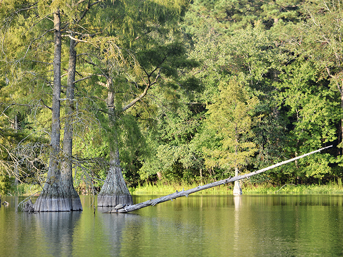 Fall's greatest magic trick happens right here, where cypress trees paint the water with fiery reflections that would make Bob Ross weep with joy.