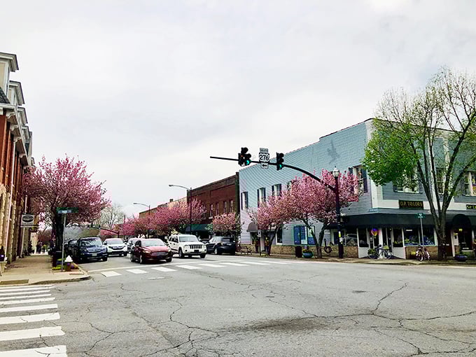 Cherry blossoms transform Brevard's Main Street into a pink wonderland each spring, creating a scene that rivals Washington DC's famous display.