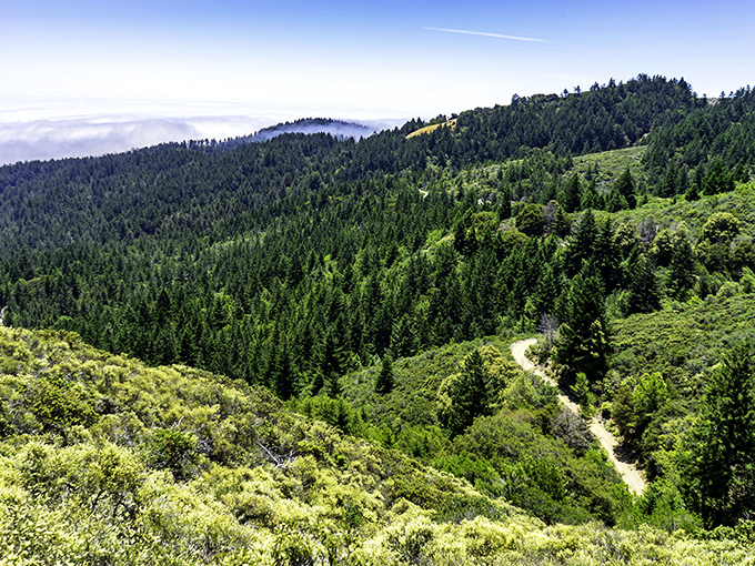 Nature's perfect hiking canvas: wildflowers painting the hillside purple while a lone tree stands sentinel, offering shade and perspective over the vast Bay Area below.