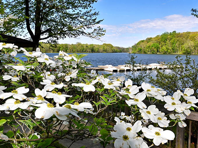 Spring dogwoods frame the serene waters of Chain O'Lakes, where nature's quiet beauty speaks volumes without saying a word.