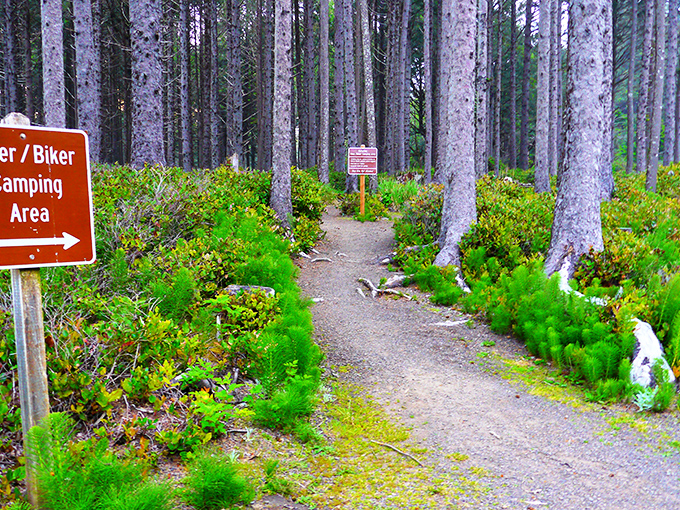 Where the forest meets the sea in perfect harmony. Cape Lookout's pristine shoreline stretches for miles, offering solitude that's increasingly rare in our Instagram-saturated world.