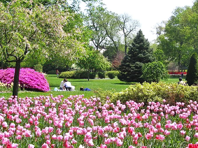 Nature's grand theater unfolds at Sherwood Gardens, where visitors can wander through acres of meticulously designed floral displays that change with each season.