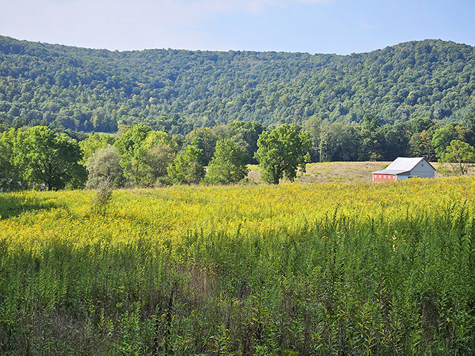 Rolling meadows stretch toward distant mountains at Sang Run State Park, where Maryland's countryside unfolds like nature's welcome mat. Pure Appalachian serenity.