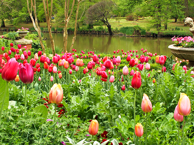 Tulips frame the tranquil pond like nature's own color wheel. Monet would've set up his easel here and never left.