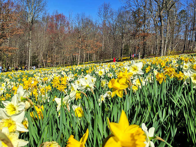 Flower heaven! Millions of blooms carpeting the hillsides like Mother Nature decided to throw the world's most spectacular spring party.