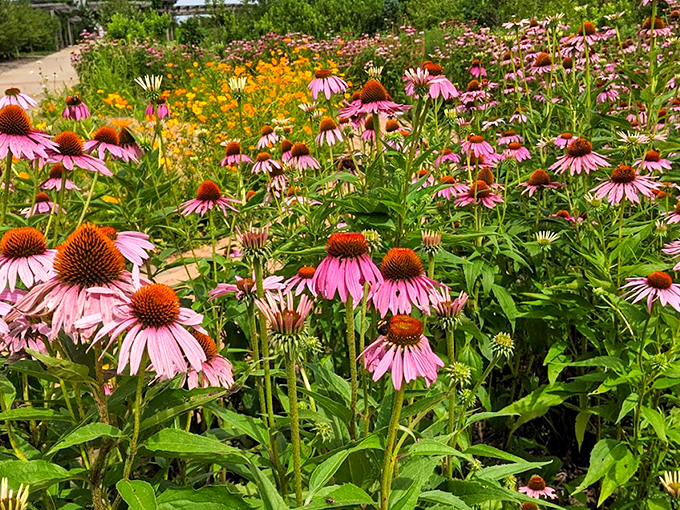 Purple coneflowers dance in the summer breeze, creating a living Impressionist canvas that would make Monet reach for his paintbrush.
