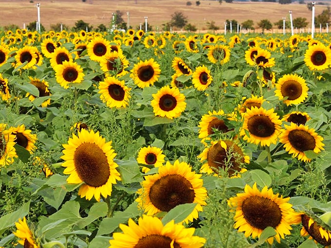 A sea of sunflowers stretches toward the horizon under Florida's impossibly blue sky&mdash;nature's version of a standing ovation.