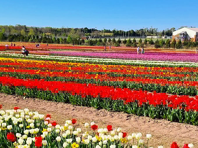 Rows of vibrant tulips stretch toward the horizon like nature's own color wheel. Virginia sunshine makes these blooms practically glow with happiness.