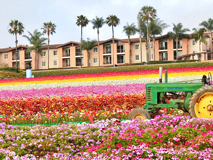 Mother Nature's color palette explodes across Carlsbad's hillsides, proving that sometimes the most spectacular shows don't require tickets&mdash;just timing.