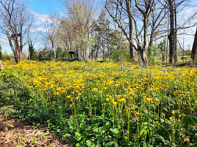 A sea of golden wildflowers stretches toward the horizon, nature's version of that moment when the orchestra hits the perfect note.