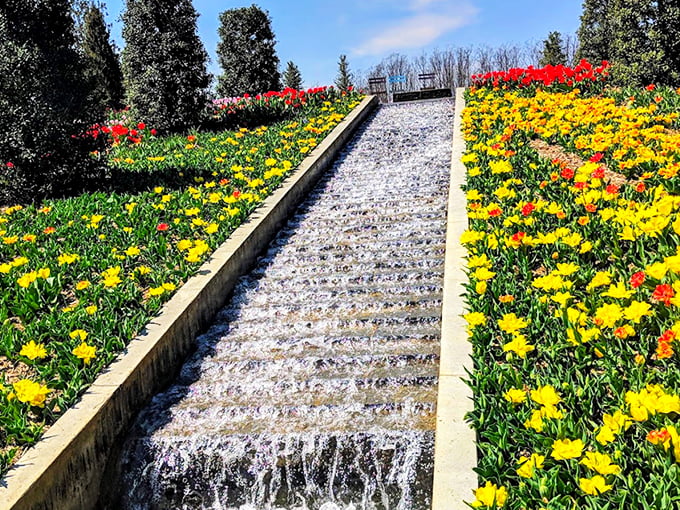 The cascading water feature at Tulsa Botanic Garden creates nature's perfect soundtrack while thousands of yellow and red tulips stand at attention like tiny botanical soldiers.