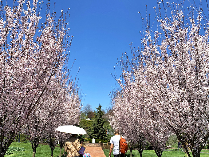 Cherry blossom season transforms ordinary pathways into magical portals. Nature's version of the red carpet, minus the awkward celebrity interviews.