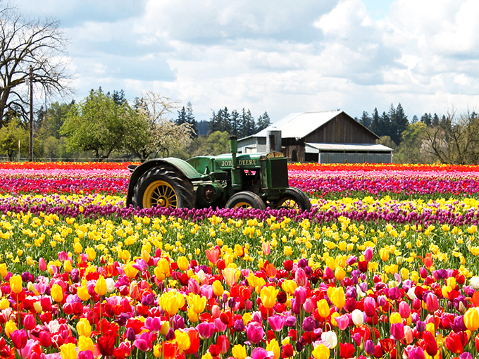 A vintage John Deere tractor stands sentinel among a sea of technicolor tulips, like the world's most beautiful traffic jam where nobody's honking.