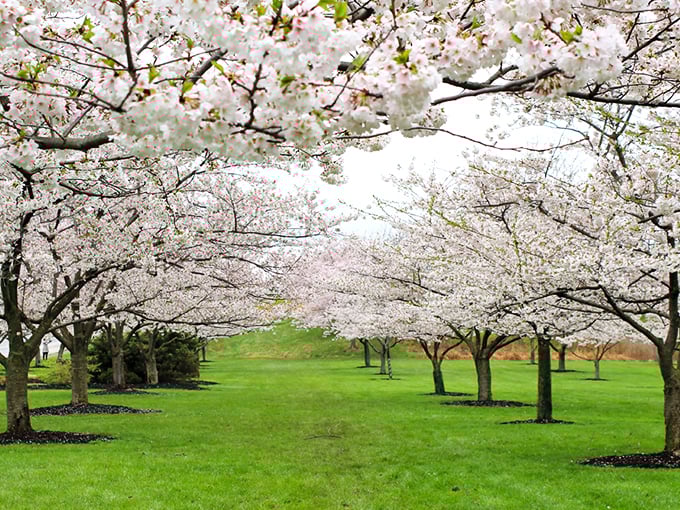 Cherry blossom heaven isn't just for Washington DC. These dreamy spring blooms transform Brookside into nature's wedding chapel each April.