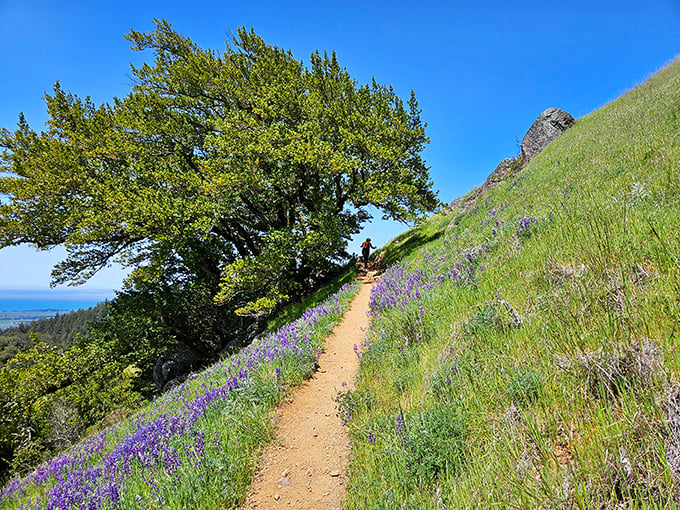 Nature's perfect hiking canvas: wildflowers painting the hillside purple while a lone tree stands sentinel, offering shade and perspective over the vast Bay Area below.