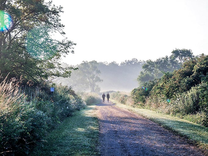 Morning mist transforms ordinary trails into ethereal pathways. Nature's own special effects department at work without the Hollywood budget.