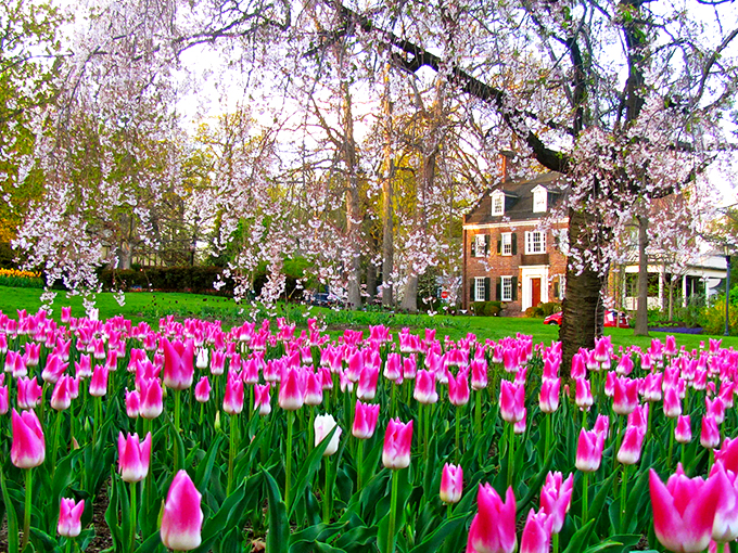 Nature's grand theater unfolds at Sherwood Gardens, where visitors can wander through acres of meticulously designed floral displays that change with each season.