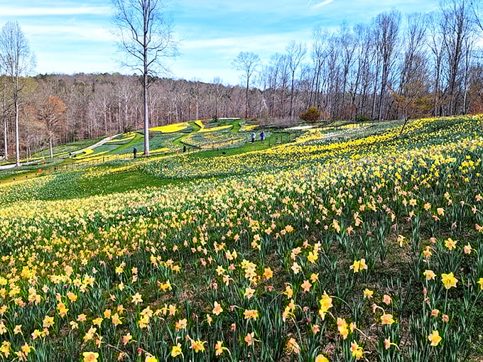 Flower heaven! Millions of blooms carpeting the hillsides like Mother Nature decided to throw the world's most spectacular spring party.