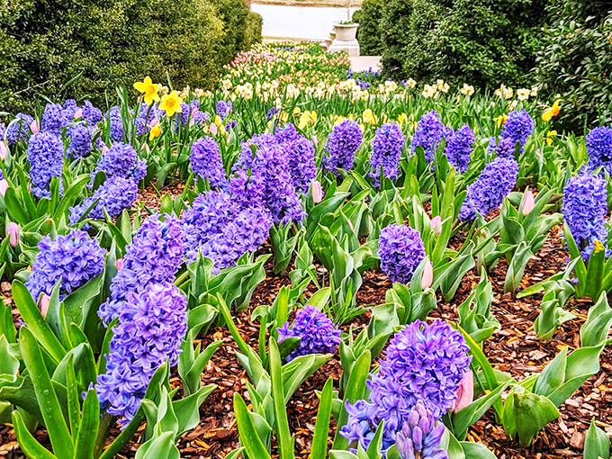 The cascading water feature at Tulsa Botanic Garden creates nature's perfect soundtrack while thousands of yellow and red tulips stand at attention like tiny botanical soldiers.