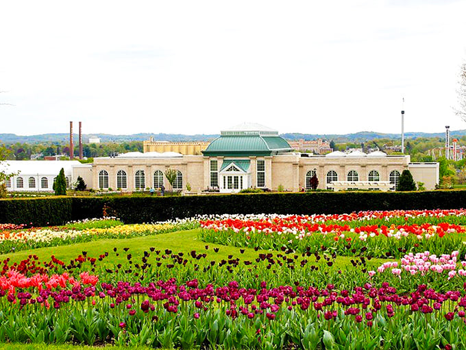 Cherry blossom season transforms ordinary pathways into magical portals. Nature's version of the red carpet, minus the awkward celebrity interviews.