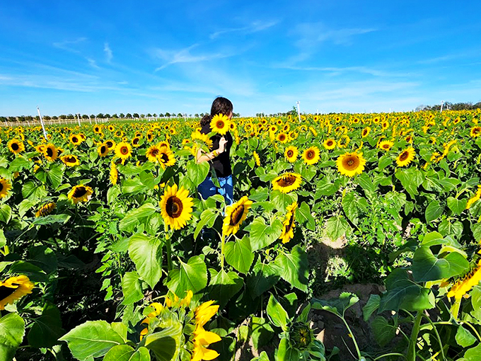 A sea of sunflowers stretches toward the horizon under Florida's impossibly blue sky&mdash;nature's version of a standing ovation.
