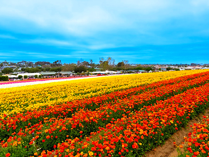 Mother Nature's color palette explodes across Carlsbad's hillsides, proving that sometimes the most spectacular shows don't require tickets—just timing.