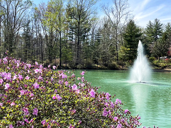 Nature's perfect stage: vibrant pink azaleas frame a tranquil scene.