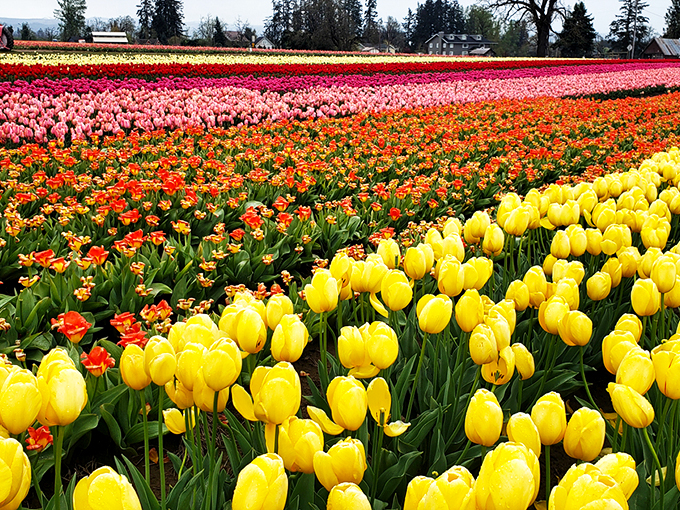 A vintage John Deere tractor stands sentinel among a sea of technicolor tulips, like the world's most beautiful traffic jam where nobody's honking.