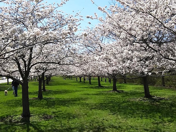 Cherry blossom heaven isn't just for Washington DC. These dreamy spring blooms transform Brookside into nature's wedding chapel each April.