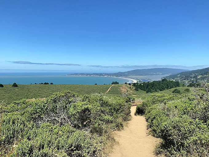 Nature's perfect hiking canvas: wildflowers painting the hillside purple while a lone tree stands sentinel, offering shade and perspective over the vast Bay Area below.