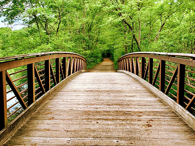 The wooden boardwalk stretches toward autumn's canvas, where nature shows off like it's auditioning for a calendar shoot.