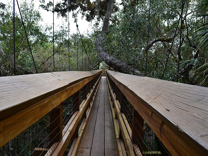 The Canopy Walkway stretches before you like nature's own welcome mat, inviting exploration among the treetops where birds conduct their morning meetings.