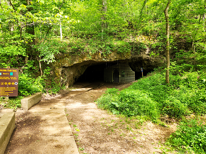 The Meramec River flows gently through the park, offering a serene escape where time seems to slow to match the current's peaceful pace. 