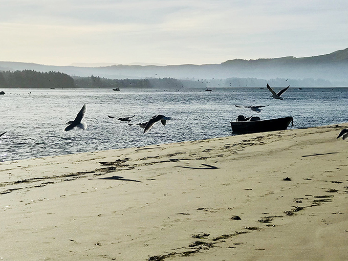 Where the forest meets the sea in perfect harmony. Cape Lookout's pristine shoreline stretches for miles, offering solitude that's increasingly rare in our Instagram-saturated world.