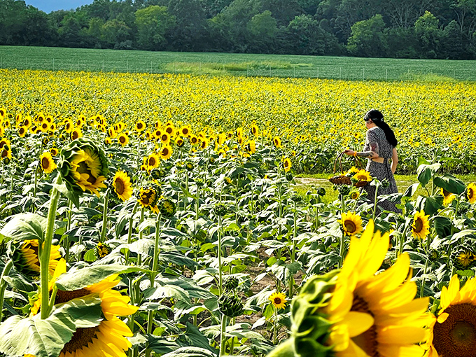 Rows of vibrant tulips stretch toward the horizon like nature's own color wheel. Virginia sunshine makes these blooms practically glow with happiness.