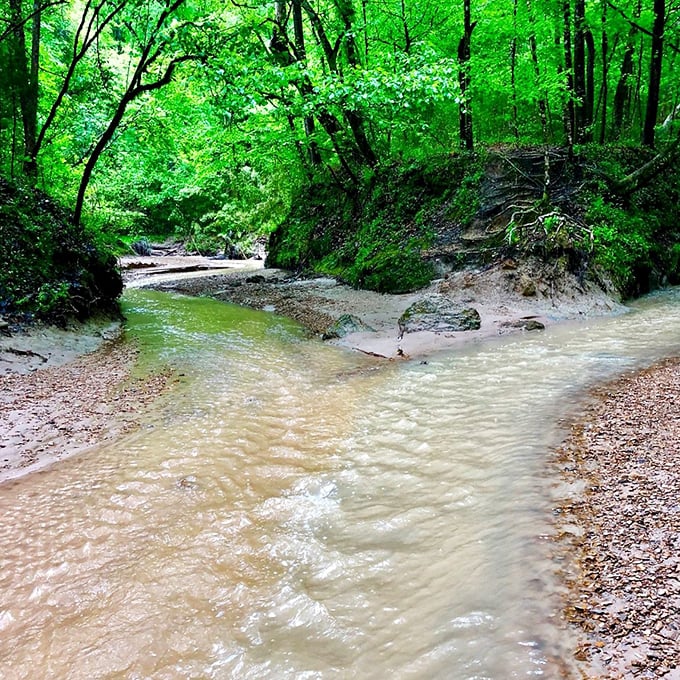 Who needs a fancy resort when nature offers this serene creek? Mississippi's hidden waterways provide peaceful escapes from modern chaos.