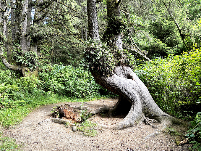 This twisted tree root looks like nature's attempt at modern sculpture. The MoMA would charge admission for this view.