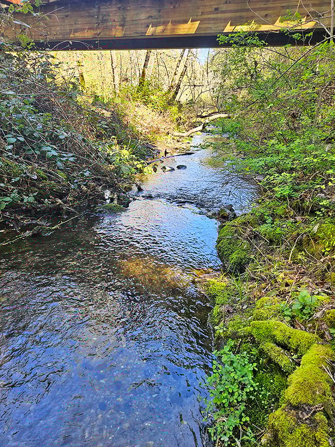 Jackson Creek meanders through town like nature's soundtrack, providing a peaceful counterpoint to the stories of gold fever that once defined this place.