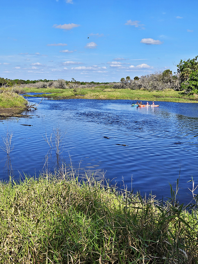 Kayakers glide through Myakka's pristine waters, proving that the best social media feed is sometimes the one you don't post about.