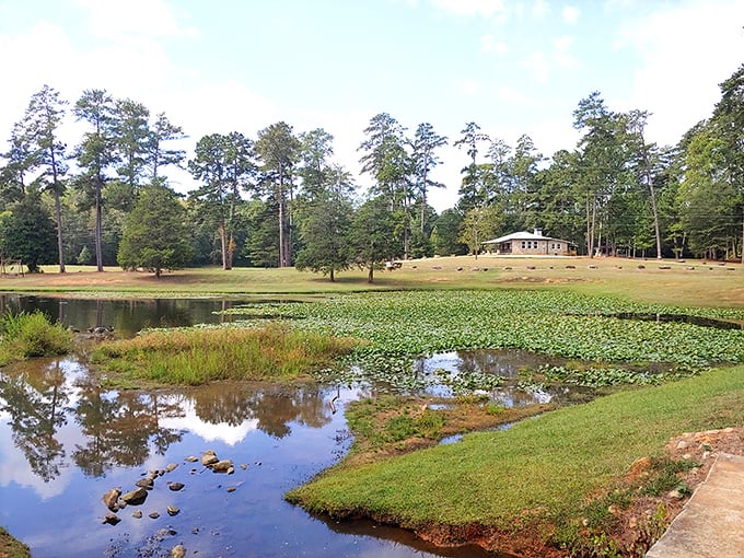 Merimac Lakes Park offers tranquility just minutes from downtown. The lily pads create nature's mosaic &ndash; no filter needed for this Georgia beauty.