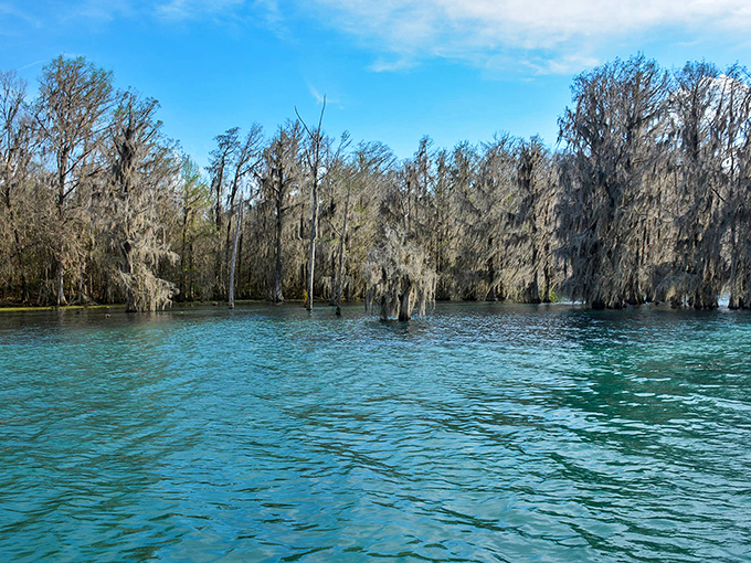 Spanish moss drapes these cypress trees like nature's own interior decorator, creating a watery wilderness straight out of a southern gothic novel.