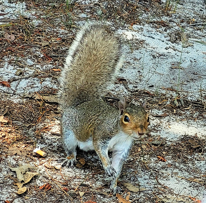 "Got any snacks?" The unofficial welcoming committee at Trap Pond has mastered the art of the adorable shakedown.