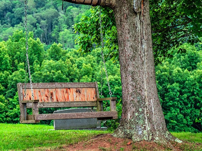 The swing that time forgot. Hanging from a mighty oak with a view that makes smartphone scrolling seem utterly pointless. Childhood nostalgia meets adult appreciation.