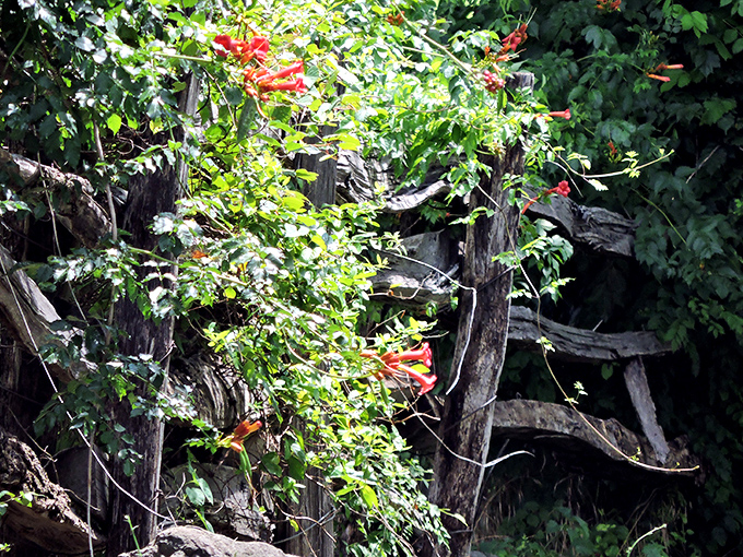 Nature reclaims old fence posts with trumpet vine flowers&mdash;a reminder that in Virginia, even decay becomes a canvas for wild beauty.